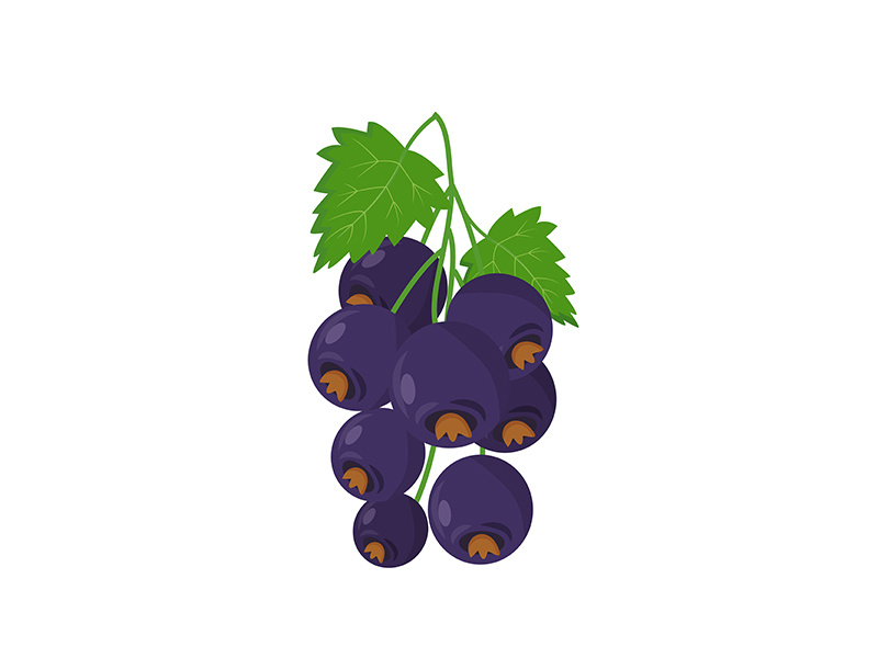 Black currant cartoon vector illustration by The Img ~ EpicPxls
